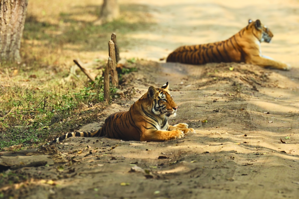 What is Kanha Forest Famous for? - MPforest